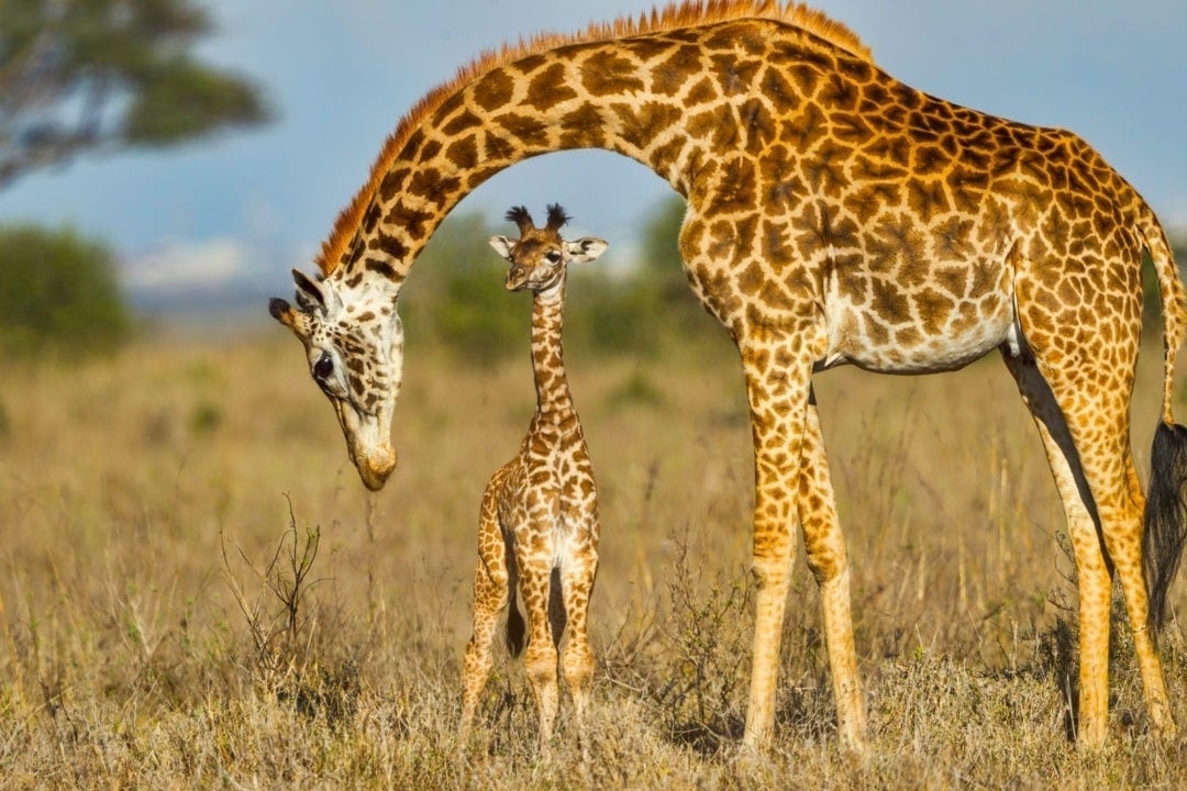Symbolic Meaning of the Giraffe on Whats-Your-Sign