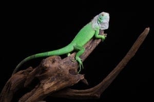 Symbolic Meaning of Iguana on Whats-Your-Sign.com