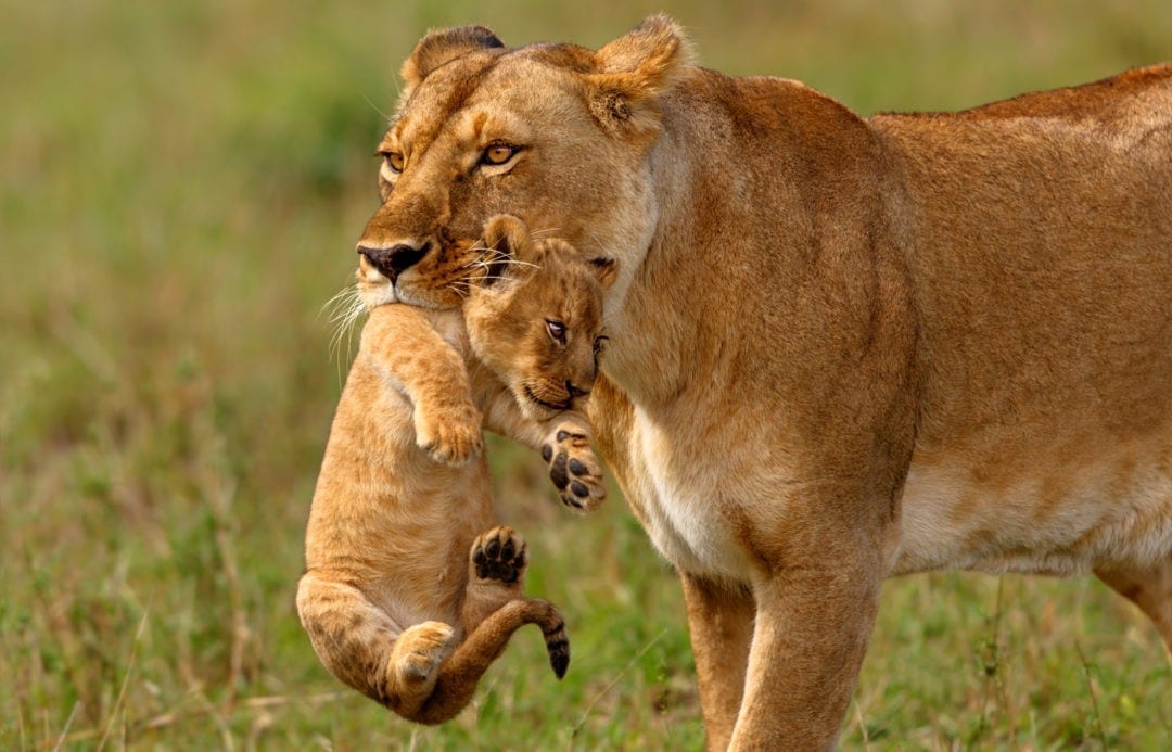 Symbolic Meaning of Lions and Lion Totem Meaning on Whats-Your-Sign