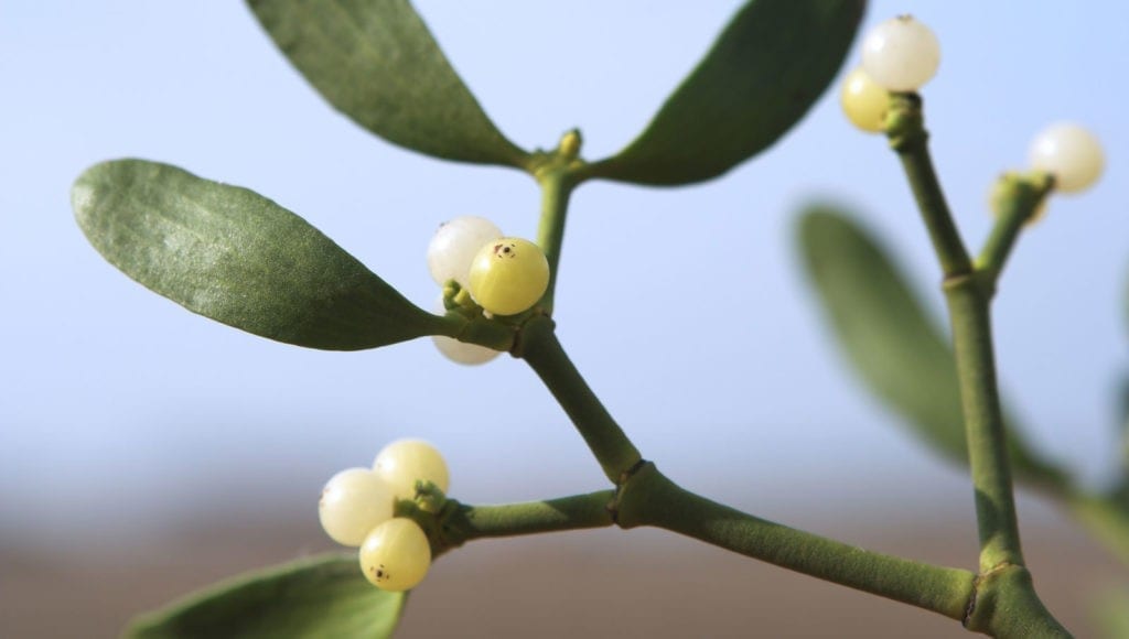 Mistletoe Meaning: It's More Than a Christmas Decoration on Whats-Your-Sign