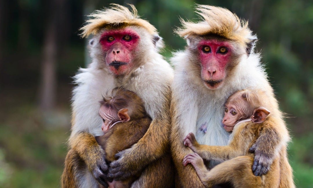 Symbolic Monkey Meaning and Monkey Totem Meaning