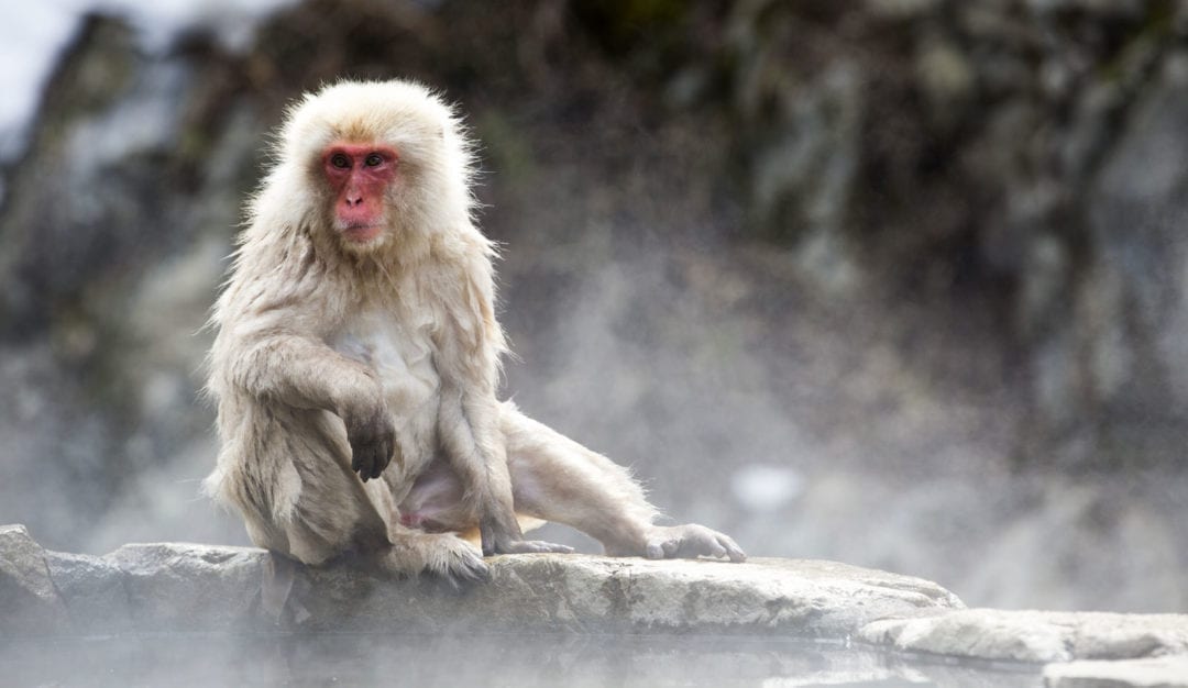 Symbolic Monkey Meaning and Monkey Totem Meaning