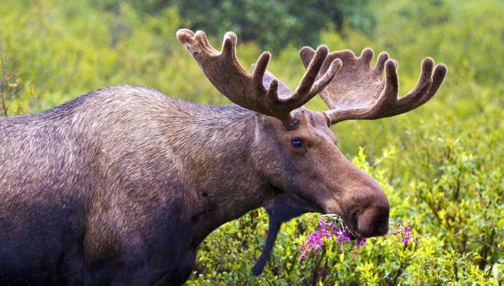 Symbolic Moose Facts and Moose Totem Tips on Whats-Your-Sign