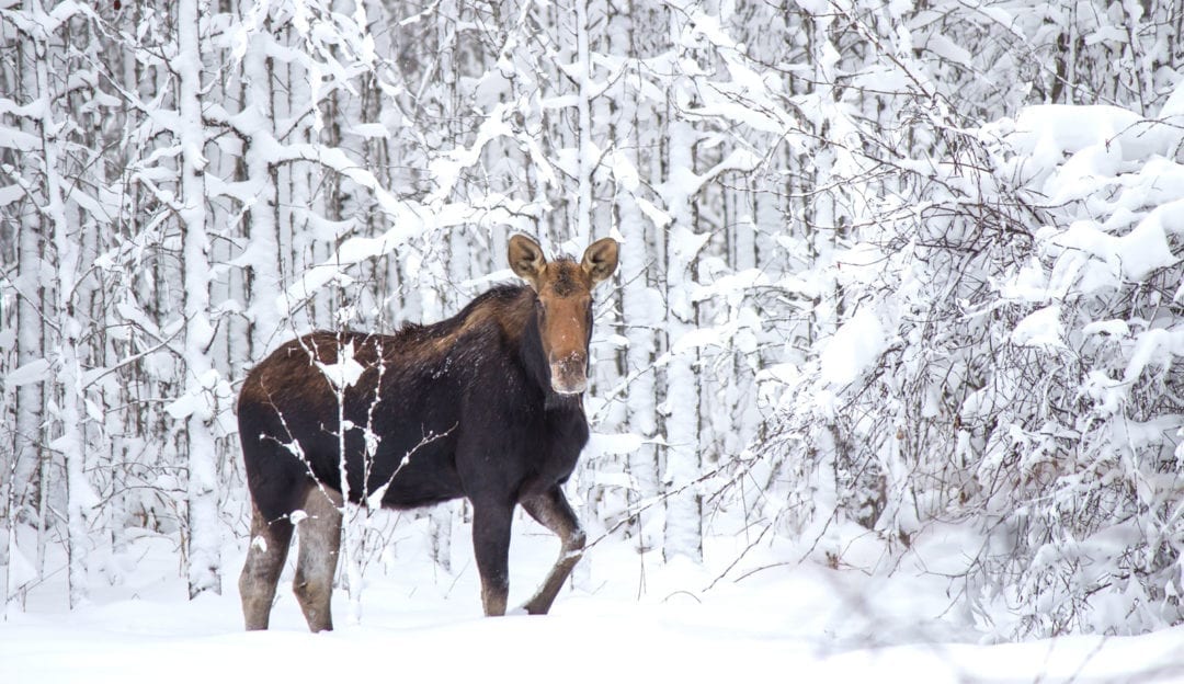 Symbolic Moose Facts and Moose Totem Tips on Whats-Your-Sign Symbolic Moose Facts and Moose Totem Tips on Whats-Your-Sign