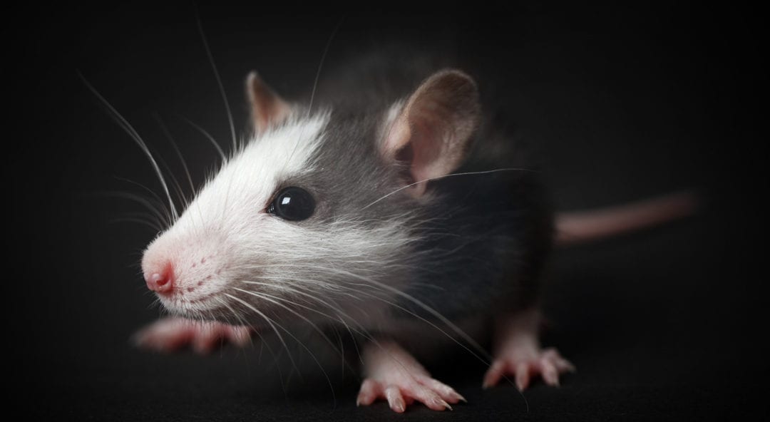 Symbolic Meaning Of Rats And Rat Wisdom On Whats Your Sign symbolic-meaning-of-rats-and-rat-wisdom-on-whats-your-sign