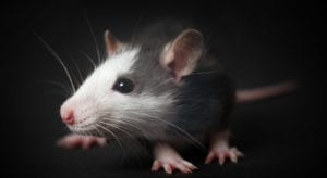 Symbolic Meaning of Rats and Rat Wisdom on Whats-Your-Sign