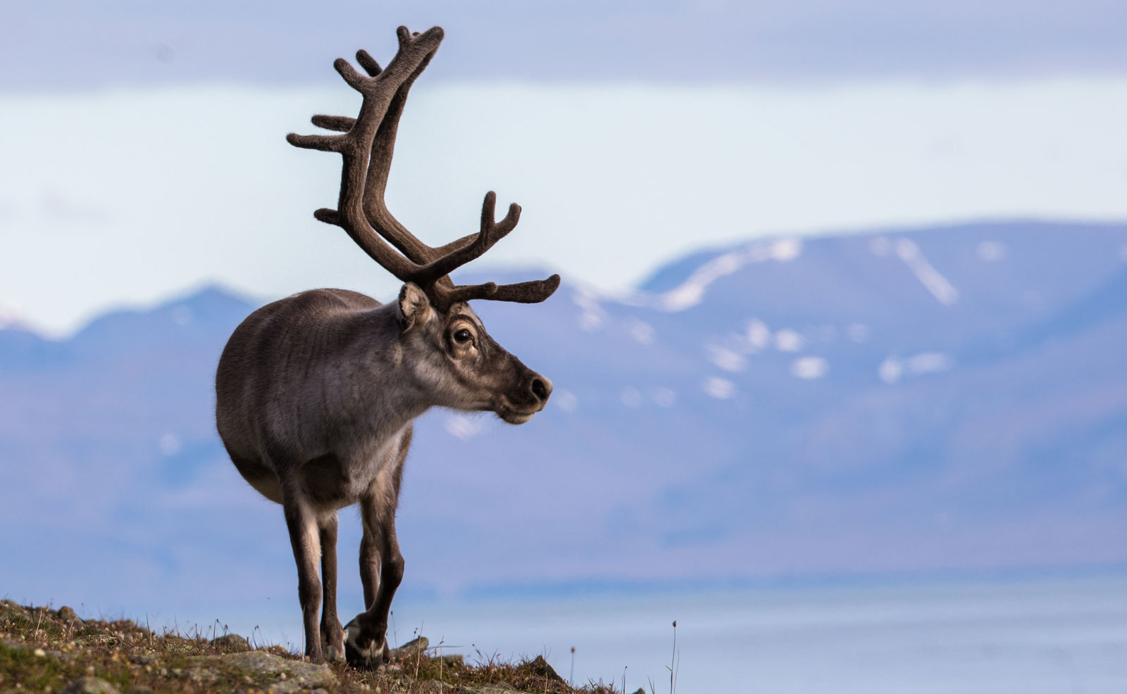 Symbolic Moose Facts and Moose Totem Tips on Whats-Your-Sign Symbolic Moose Facts and Moose Totem Tips on Whats-Your-Sign