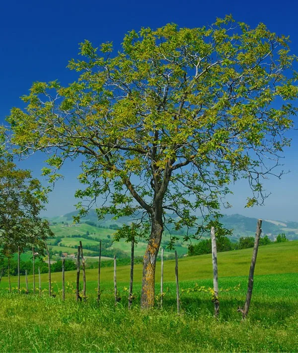 Symbolic Meaning of Seasons on Whats-Your-Sign.com