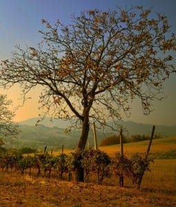 Symbolic Meaning of Seasons on Whats-Your-Sign.com