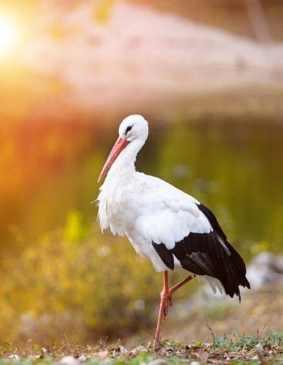 Symbolic Meaning of the Stork on Whats-Your-Sign