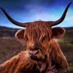 Celtic Animals and Their Cultural, Symbolic Meanings