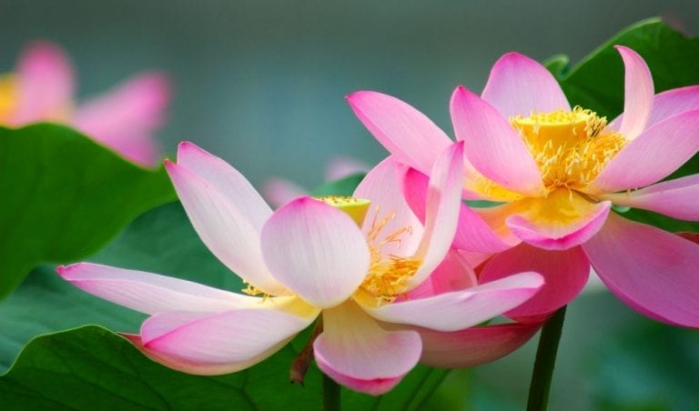 Lotus Flower Meanings and Lotus Symbolism on Whats-Your-Sign