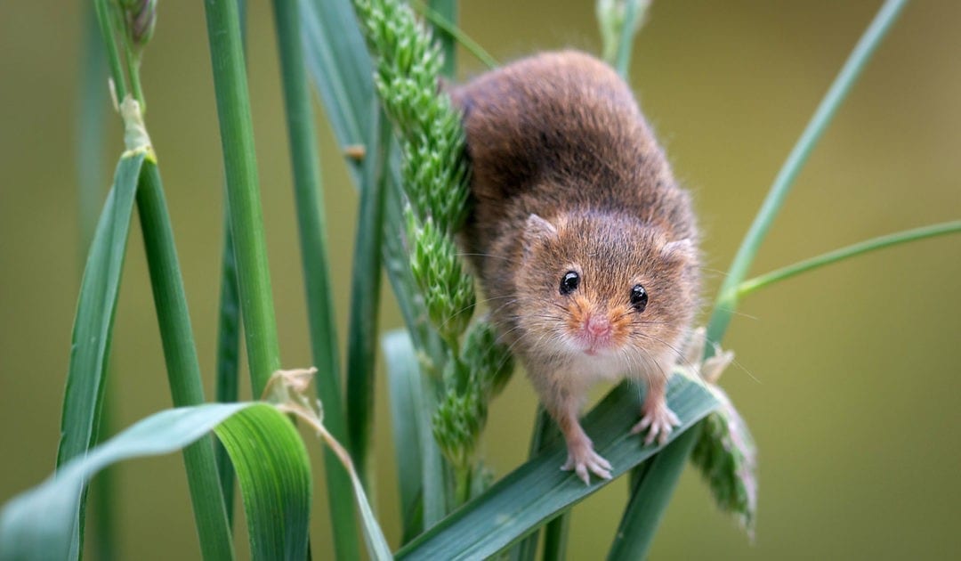 Symbolic Mouse Meaning on Whats-Your-Sign.com