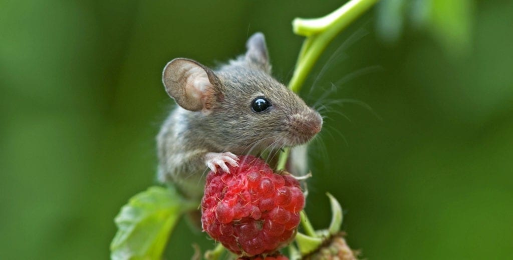 Symbolic Mouse Meaning On Whats Your Sign Symbolic Mouse Meaning On Whats Your Sign