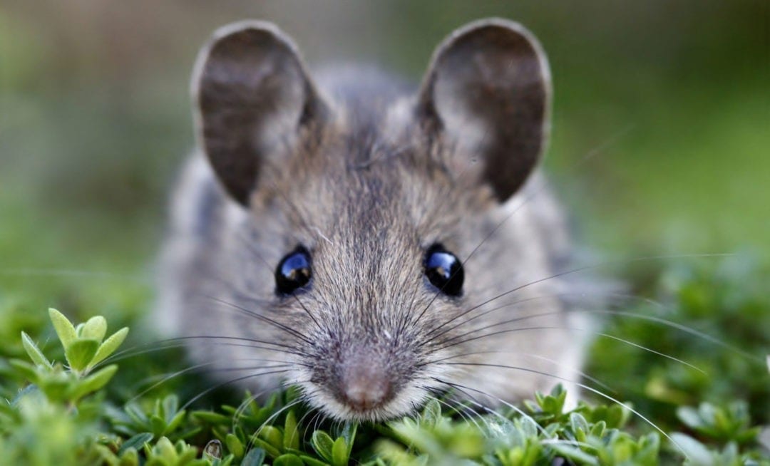 Symbolic Mouse Meaning On Whats Your Sign