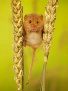 Symbolic Mouse Meaning on Whats-Your-Sign.com