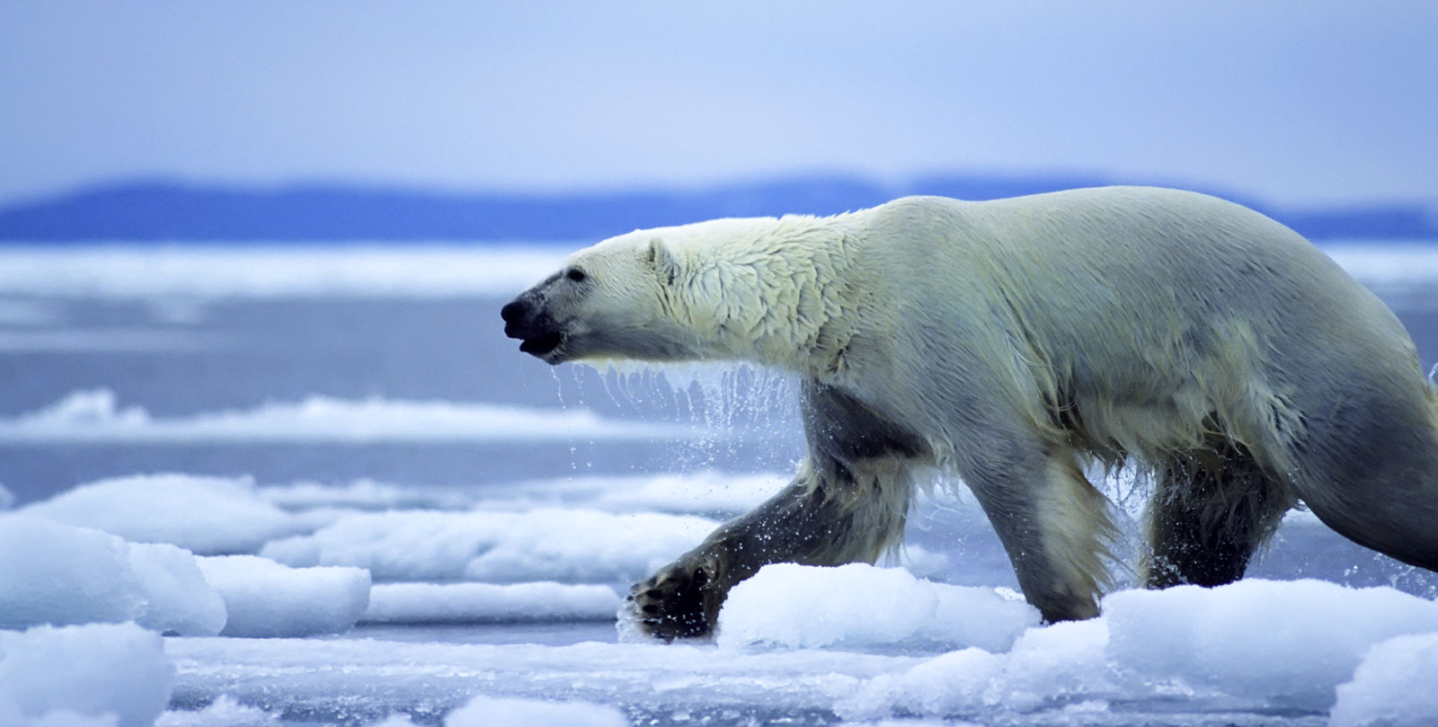 Symbolic Polar Bear Facts And Polar Bear Meaning On Whats Your Sign