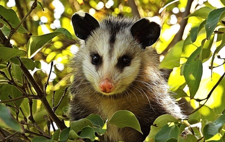 Symbolic Possum Meaning and Possum Totem on Whats-Your-Sign
