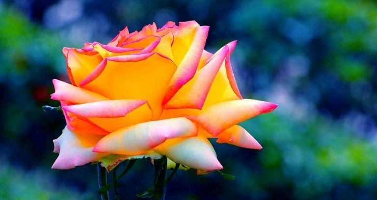 Rose Meaning and Rose Symbolism on Whats-Your-Sign