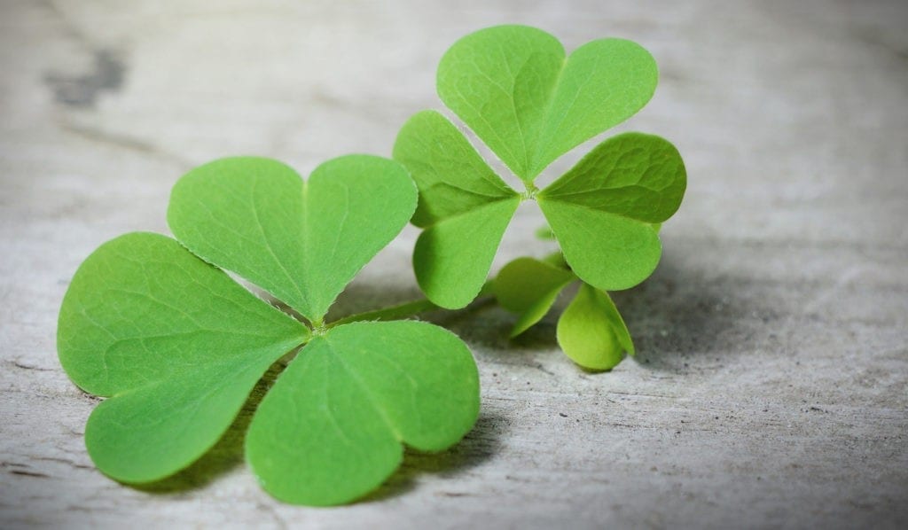Symbolic Shamrock Meaning on Whats-Your-Sign.com