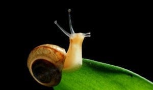 Symbolic Snail Meaning and Understanding Snails on Whats-Your-Sign