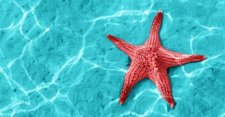 Symbolic Starfish Meaning and Starfish Totem on Whats-Your-Sign