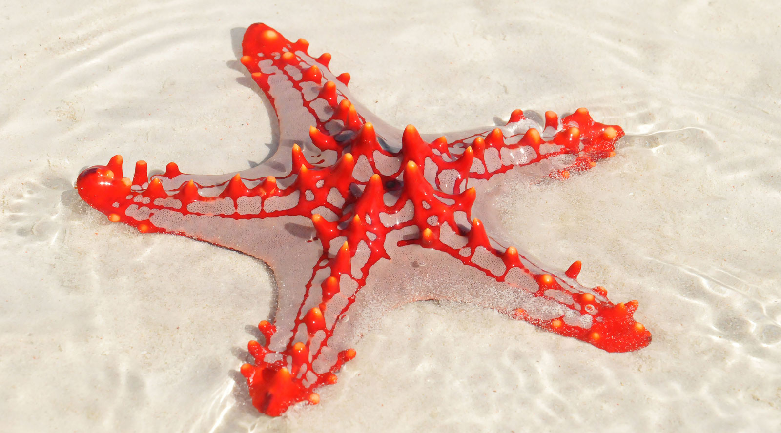 Symbolic Starfish Meaning and Starfish Totem on Whats-Your-Sign