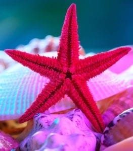 Symbolic Starfish Meaning and Starfish Totem on Whats-Your-Sign