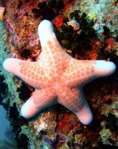 Symbolic Starfish Meaning and Starfish Totem on Whats-Your-Sign