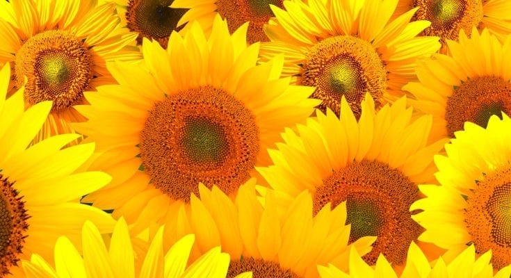Symbolic Sunflower Meaning and Sunflower Insight on Whats-Your-Sign