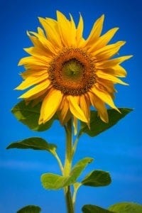 Symbolic Sunflower Meaning and Sunflower Insight on Whats-Your-Sign