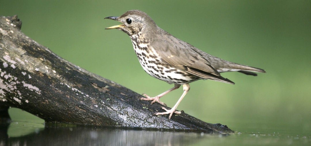 Thrush Bird Symbolism and Thrush Meaning on Whats-Your-Sign