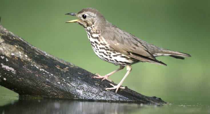 Thrush Bird Symbolism and Thrush Meaning on Whats-Your-Sign