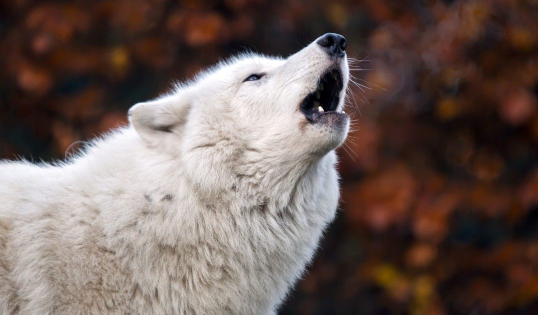 Wolf Totem Meaning and Symbolism on Whats-Your-Sign