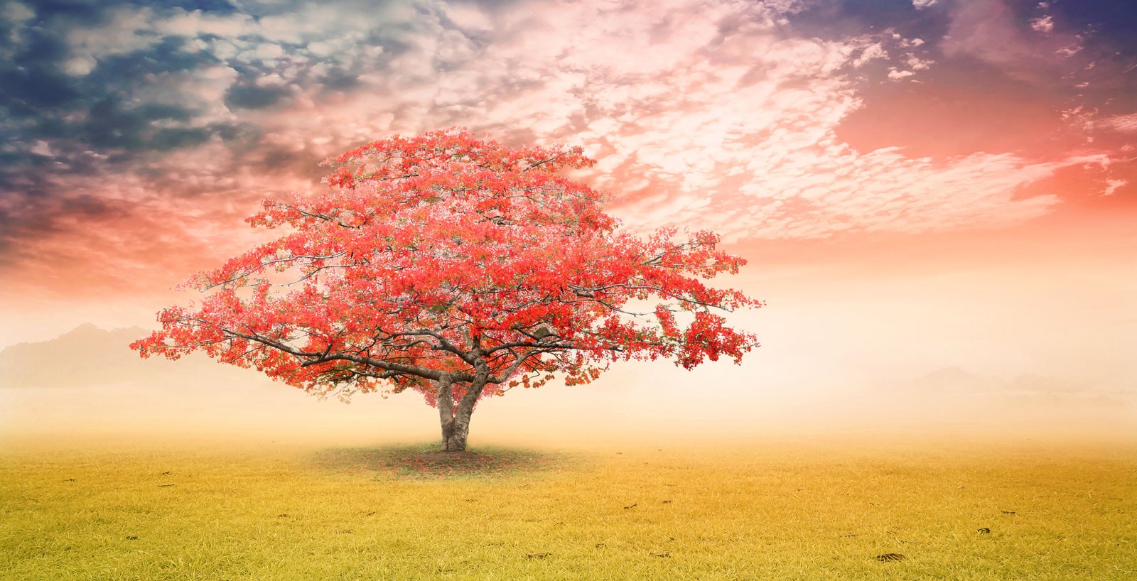 Tree Symbolism and Tree Meaning for Guidance on Whats-Your-Sign