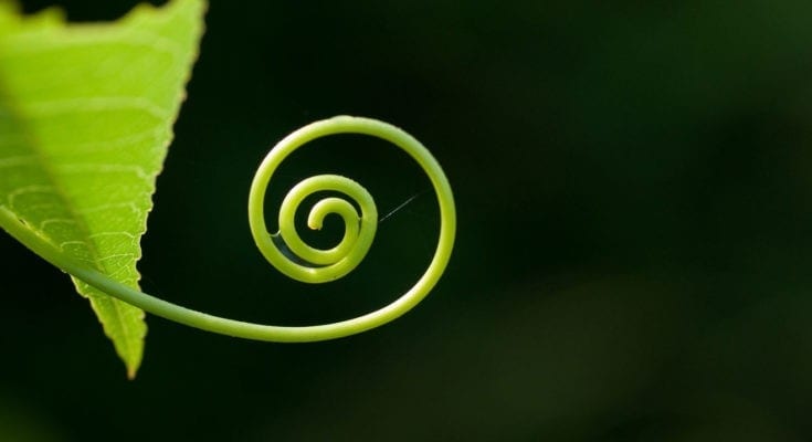 Vine Tattoo Meaning and Vine Symbolism on Whats-Your-Sign