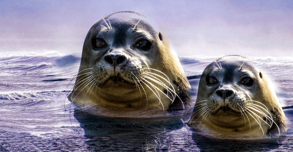 Water Animal Totems and Water Totem Meanings on Whats-Your-Sign