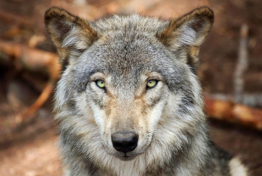 Wolf Tattoo Meaning and Wolf Symbolism on Whats-Your-Sign