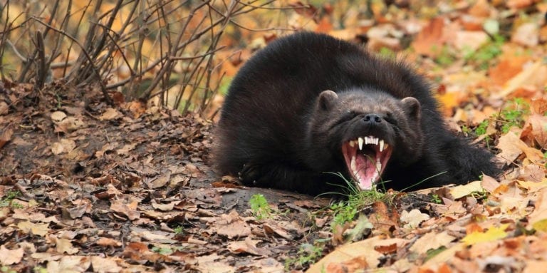 Symbolic Wolverine Meaning and Wolverine Totem on Whats-Your-Sign