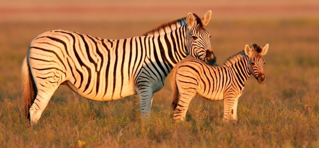 Zebra Facts and Symbolic Meaning on Whats-Your-Sign