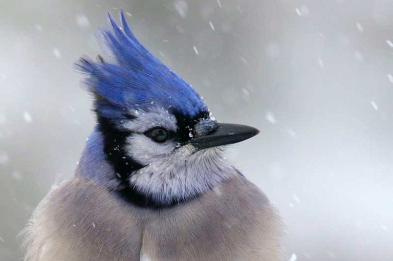 Blue Jay Meaning and Symbolism | Whats-Your-Sign.com