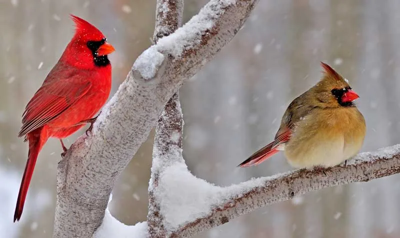 Female Cardinal Bird Symbolism