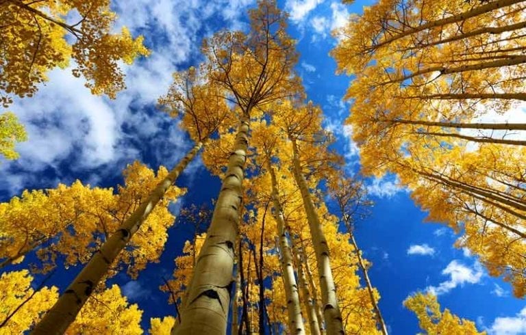 Celtic Meaning: Aspen Tree Symbolism in the Ogham on Whats-Your-Sign