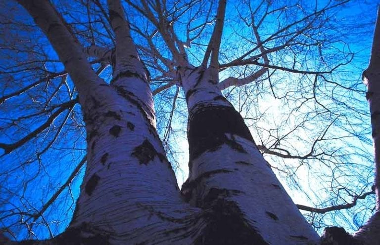 Celtic Meaning Birch Tree: Ogham Tree Meanings on Whats-Your-Sign.com