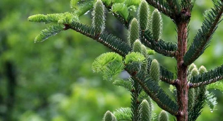 Celtic Meaning Fir Tree And Ogham Tree Meaning On Whats Your Sign celtic-meaning-fir-tree-and-ogham-tree-meaning-on-whats-your-sign
