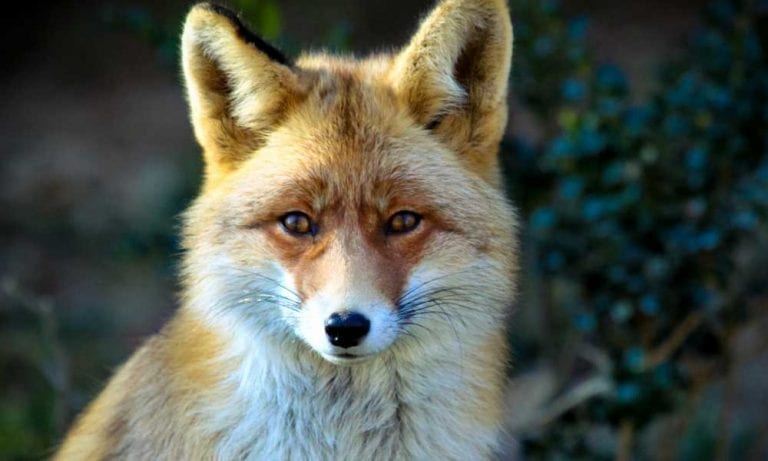Celtic Zodiac Sign: Fox Meaning and Astrology on Whats-Your-Sign