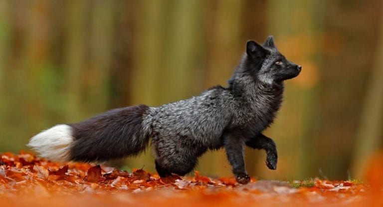 Celtic Zodiac Sign: Fox Meaning and Astrology on Whats-Your-Sign