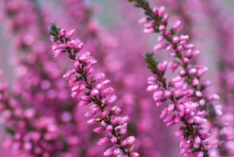 Celtic Meaning: Heather Meaning in the Druid Ogham on Whats-Your-Sign
