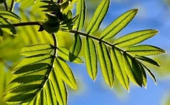 Celtic Meaning: Rowan Tree Meaning in the Ogham on Whats-Your-Sign