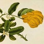 Chinese Flowers and Flower Meanings on Whats-Your-Sign.com